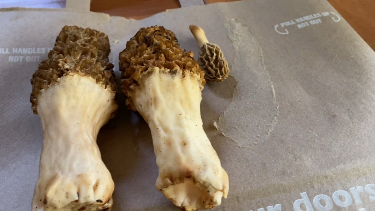 How to Prepare and Cook Morel Mushrooms