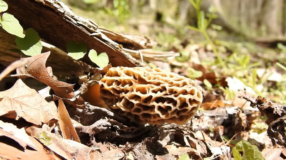 What Are Morel Mushrooms? A Guide to Finding and Cooking Them ...