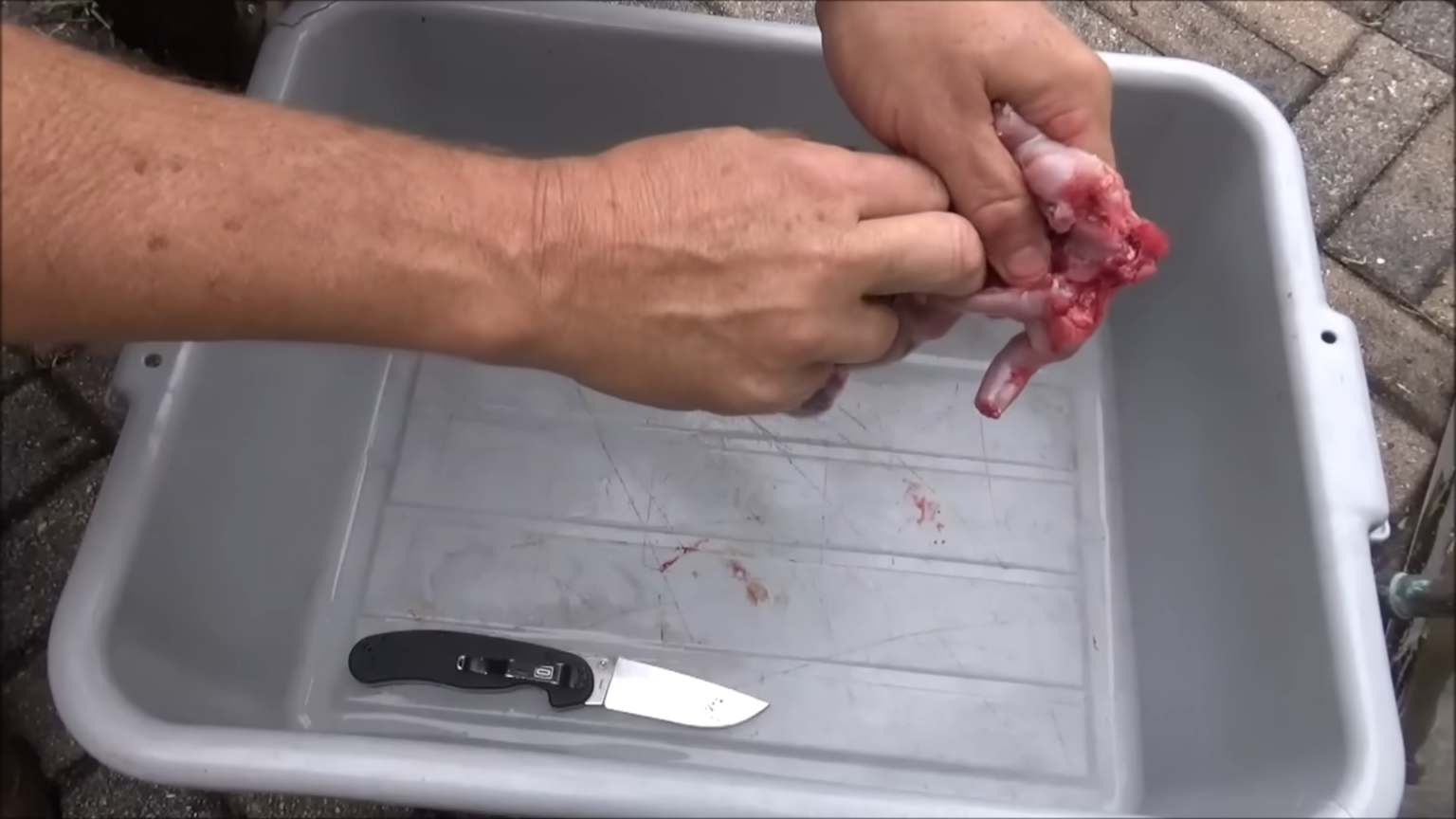 How to Prepare and Cook a Squirrel - Tips and Techniques - Appalachian Food