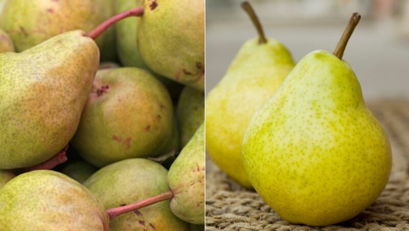 Anjou vs. Bartlett Pears: Which Is Right for Your Recipe?